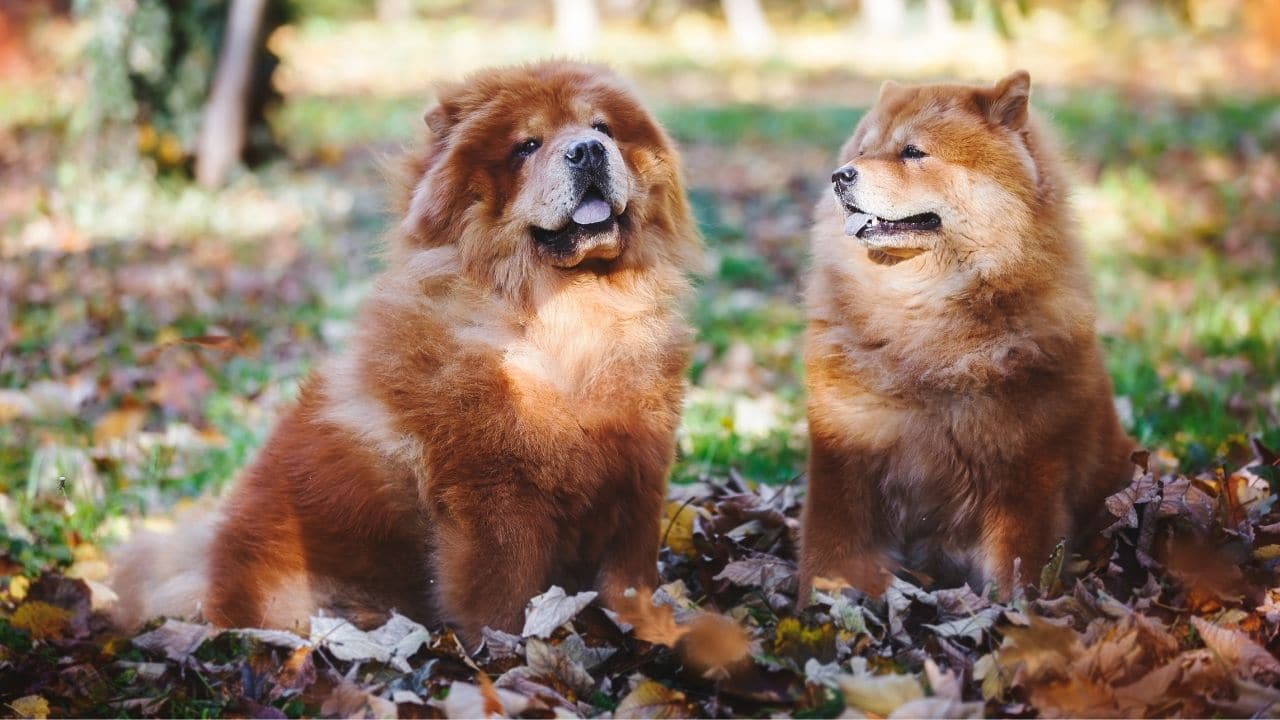 How Many Times Should A Dog Mate To Get Pregnant Shop Online Save 42 how-many-times-should-a-dog-mate-to-get-pregnant-shop-online-save-42