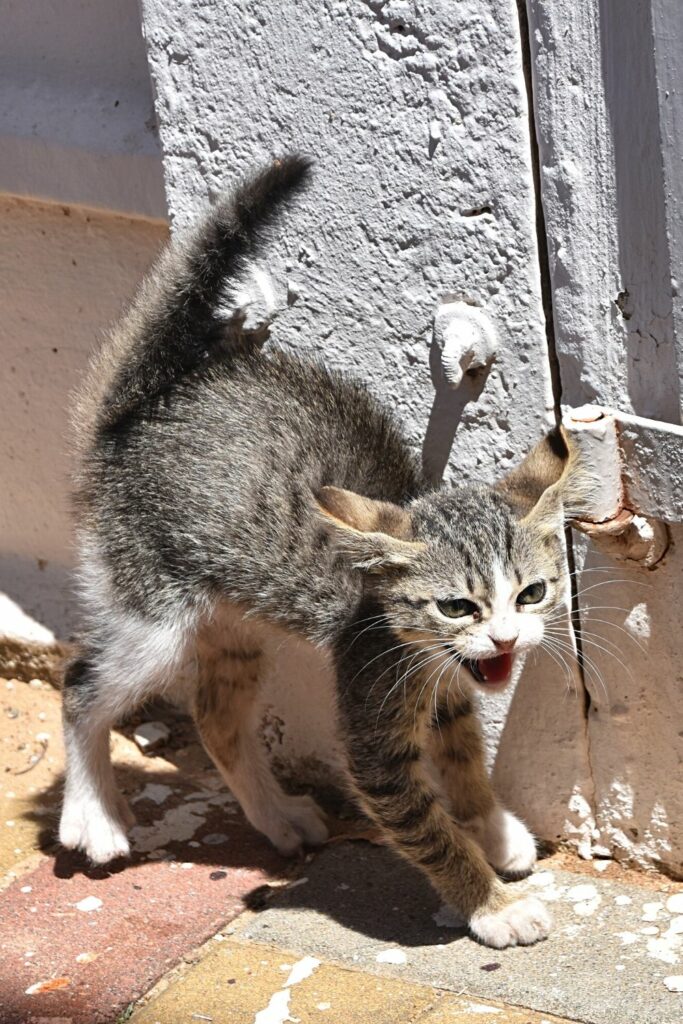 Why Do Cats Wag Their Tails While Lying Down? - 6 Reasons