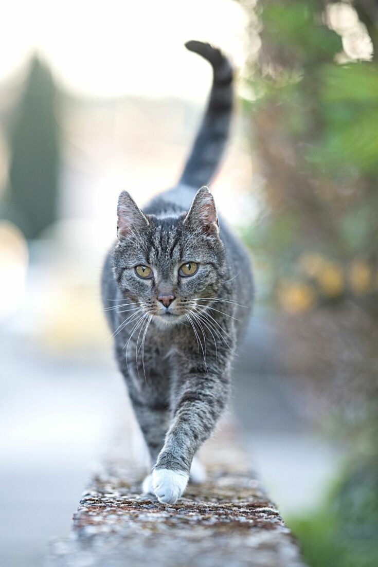 Why Do Cats Have Tails? 4 Superb Reasons!