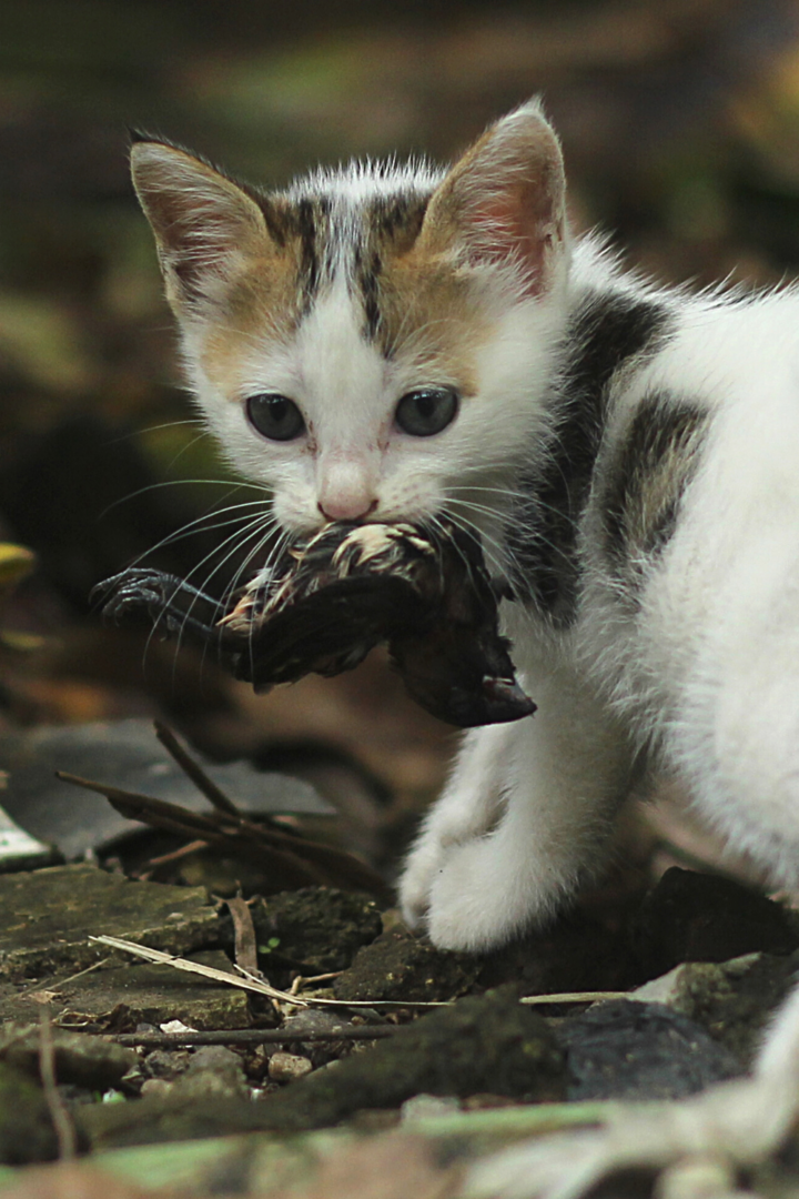 What Do Cats Eat in the Wild? 3 Surprising Types of Food
