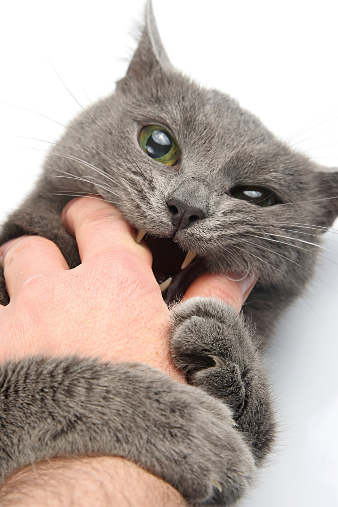 Why Does My Cat Slap Me? 4 Unbelievable Reasons!