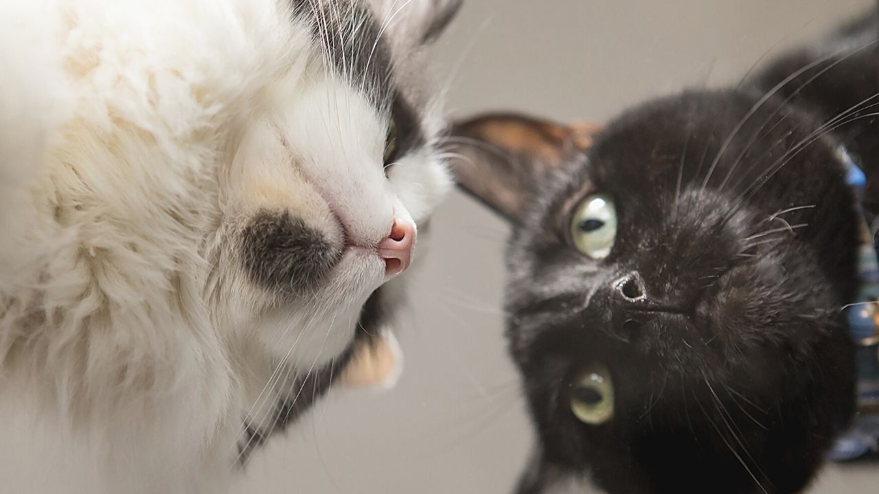 8 Must-Know Warning Signs When Introducing Cats