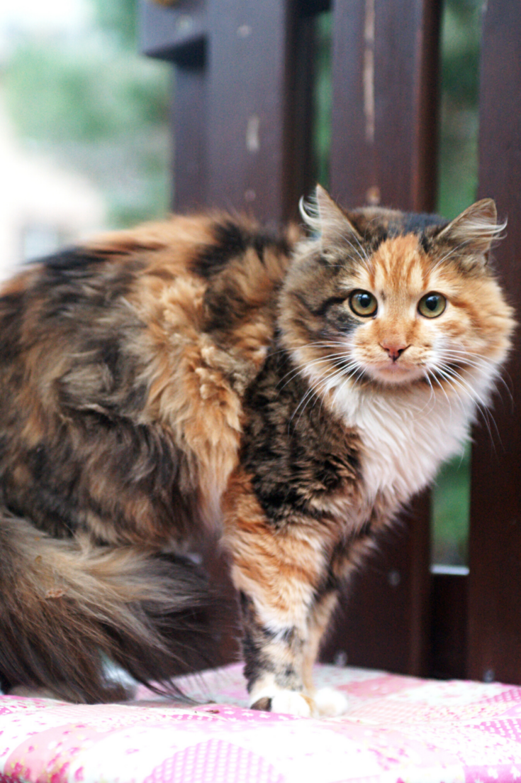 Why Does My Cat Slap Me? 4 Unbelievable Reasons!