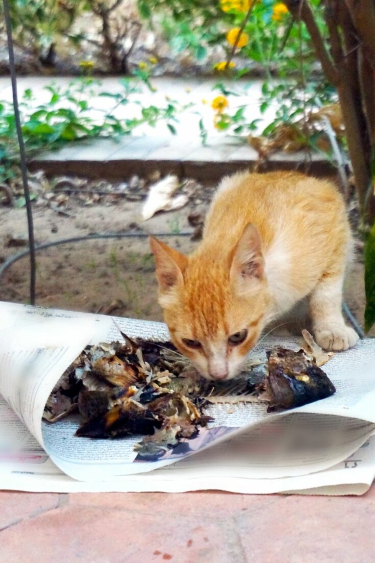 Why Do Cats Like Fish? 3 Interesting Reasons