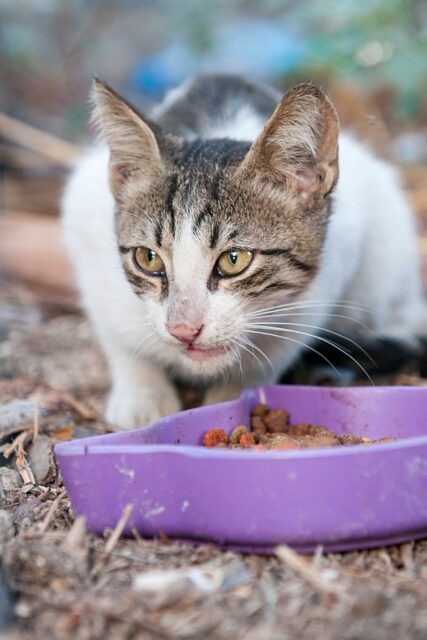 Why Do Cats Like Fish? 3 Interesting Reasons