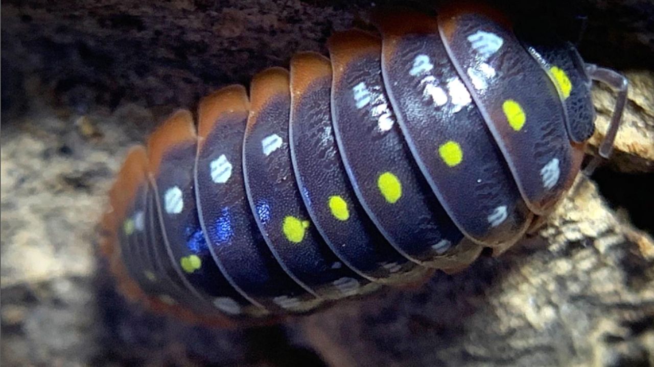 clown isopod – animalfoodplanet