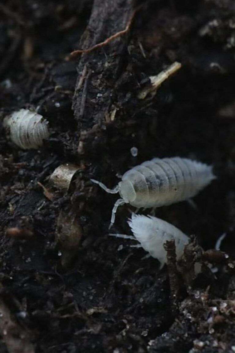 Dwarf White Isopods Care Guide — #1 Best Care Guide