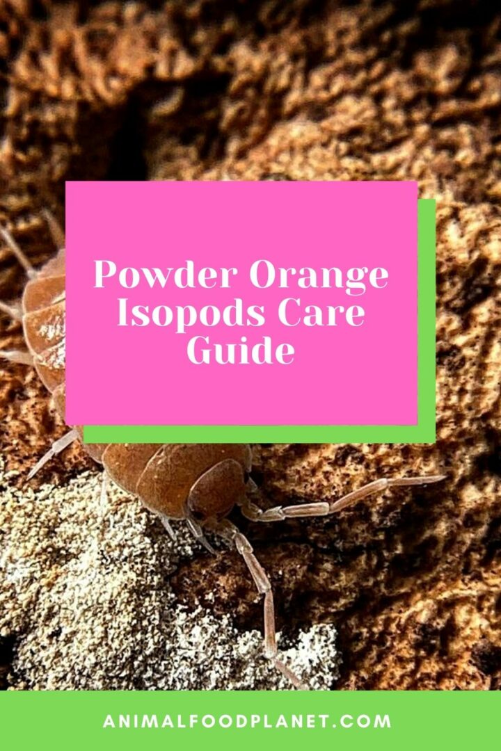 Powder Orange Isopods Care Guide — #1 Best Guide