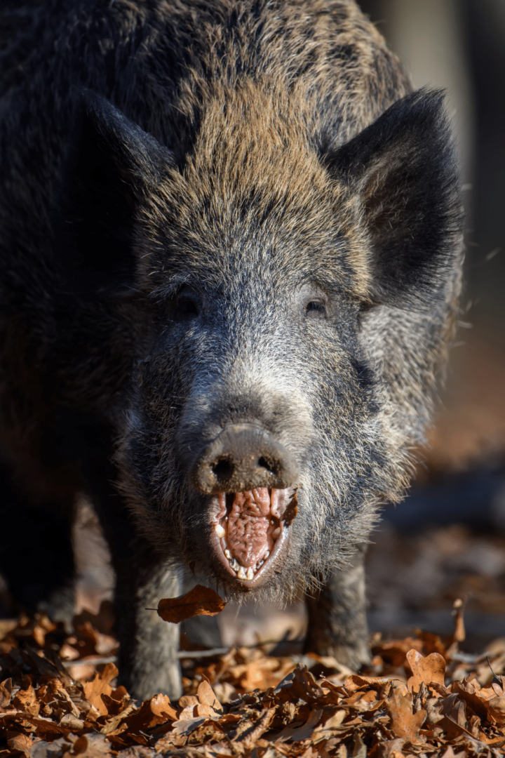 Are Wild Boars Dangerous? 3 Essential Reasons To Know!