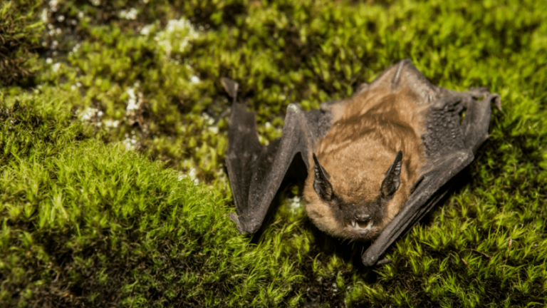 Do Bats Have Tails? #1 Truth Revealed