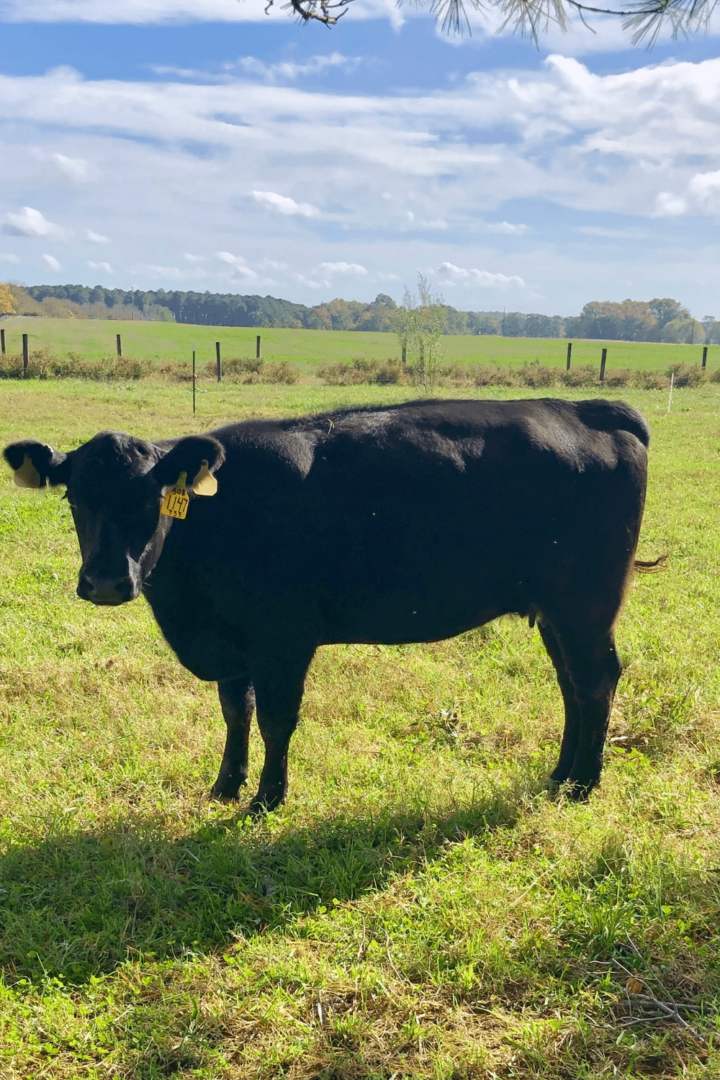 What Breed Of Cattle Is Pure Black? 7 Breeds To Know!