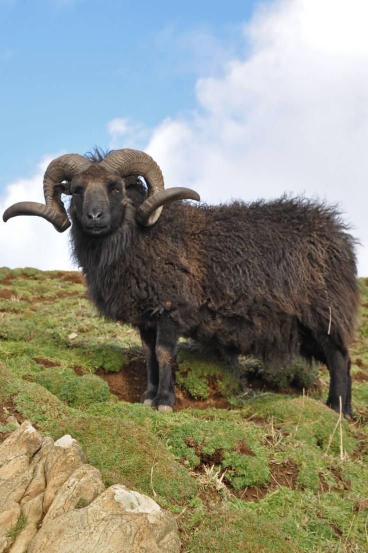 Why Do Rams Headbutt? 3 Best Reasons