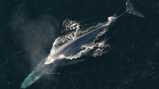 How Fast do Whales Swim? #1 Best Answer