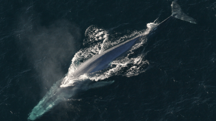 How Fast do Whales Swim? #1 Best Answer