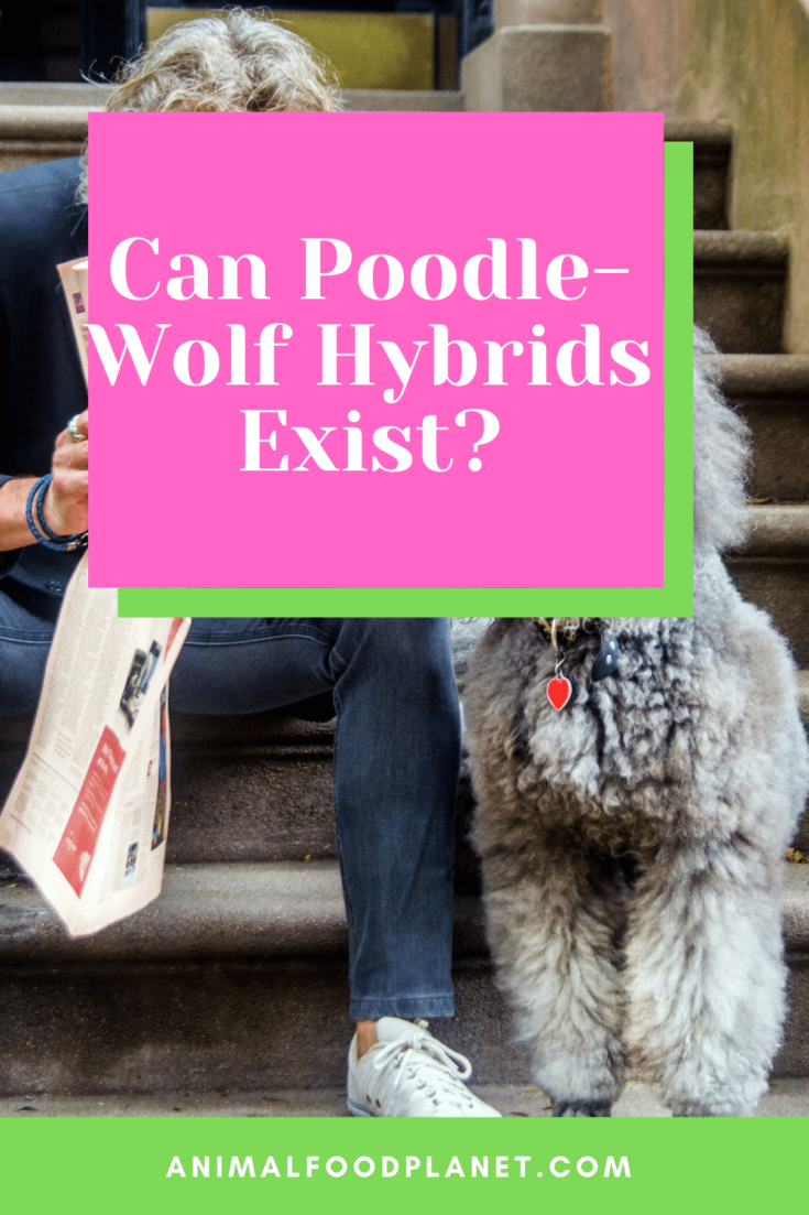Do Poodle-Wolf Hybrids Exist? The Facts