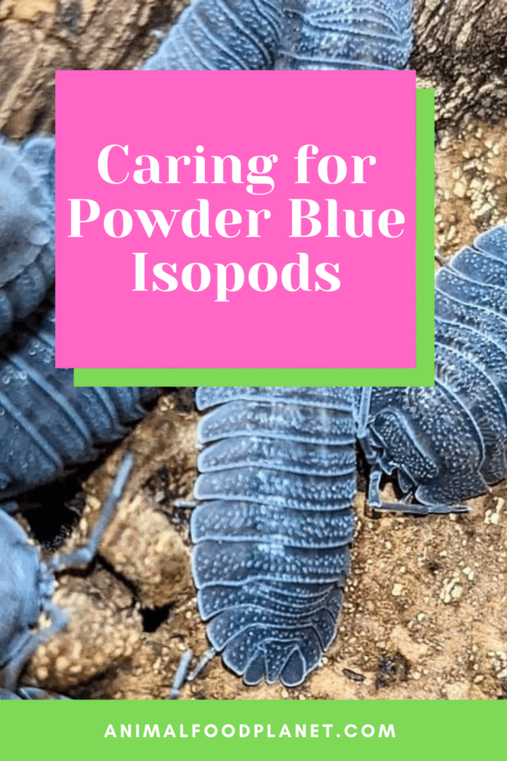 Powder Blue Isopods Care - The Complete Guide