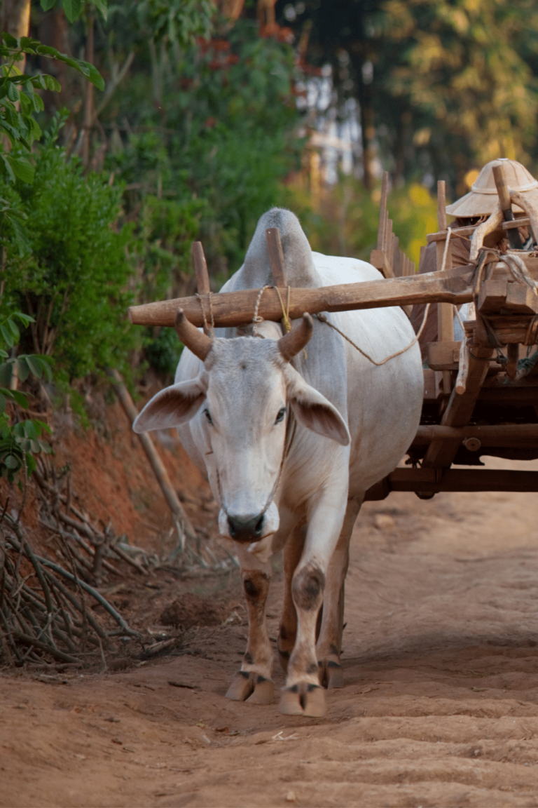 Can You Ride A Cow? The Best Answer's Here!