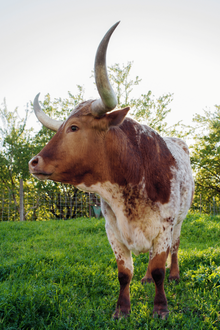 Can You Ride A Cow? The Best Answer's Here!