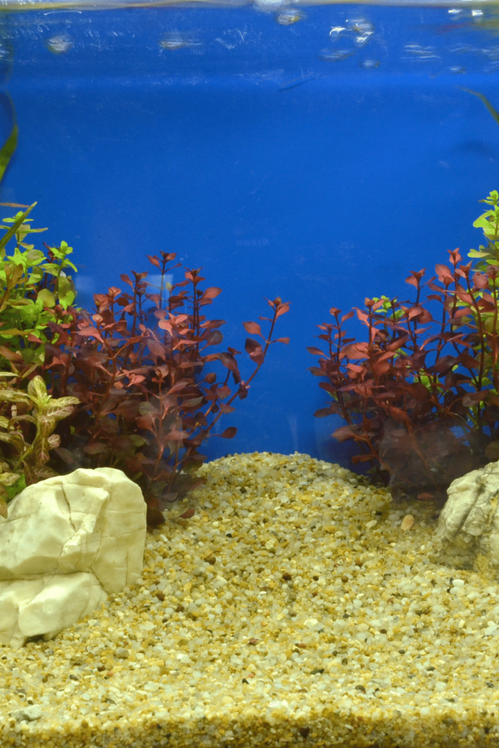 How To Make An Aquarium Divider? 5 Easy Steps
