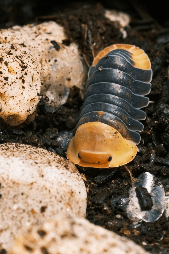 Cubaris Isopods Care - #1 Best Official Guide