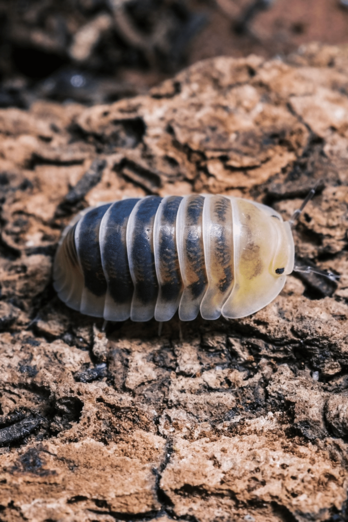 Cubaris Isopods Care - #1 Best Official Guide