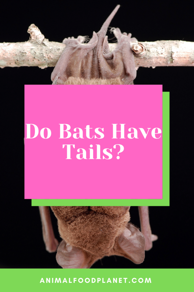 Do Bats Have Tails? #1 Truth Revealed