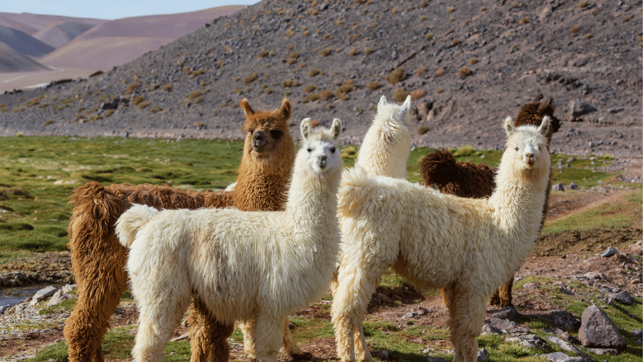 Can You Ride Llamas? Only if this 1 Condition is Met! – animalfoodplanet
