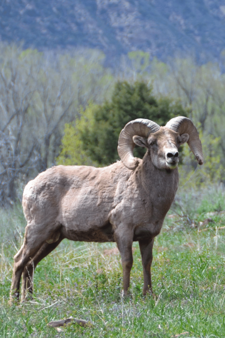 Why Do Rams Headbutt? 3 Best Reasons