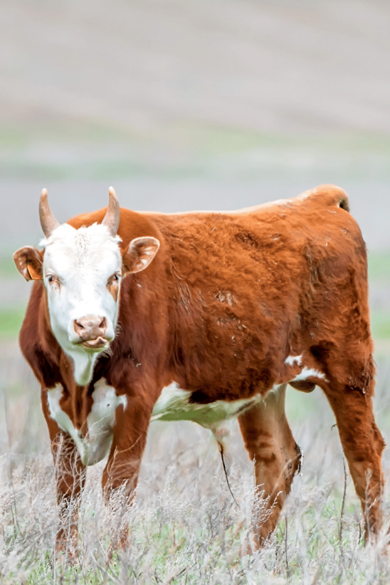 What Breed Of Cattle Is Pure Black? 7 Breeds To Know!