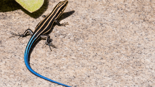 How Do Lizards Mate? #1 Best Answer