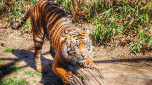 How Sharp are Tiger Claws? Read This!