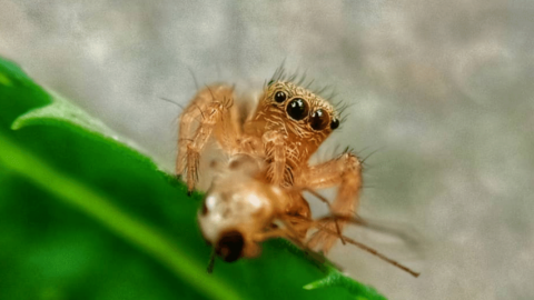 How Strong Are Spiders? Wow, Mighty Strong Indeed!