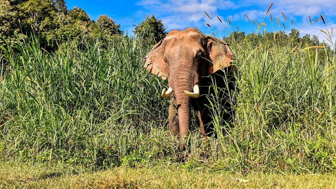 Which Animals are Humble? 6 Best Choices