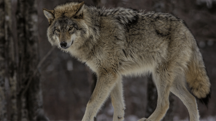 Do Poodle-Wolf Hybrids Exist? The Facts