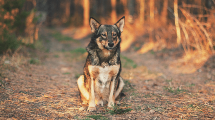 Do Poodle-Wolf Hybrids Exist? The Facts
