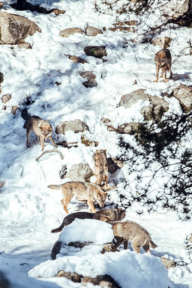 Which Animals are Humble? 6 Best Choices