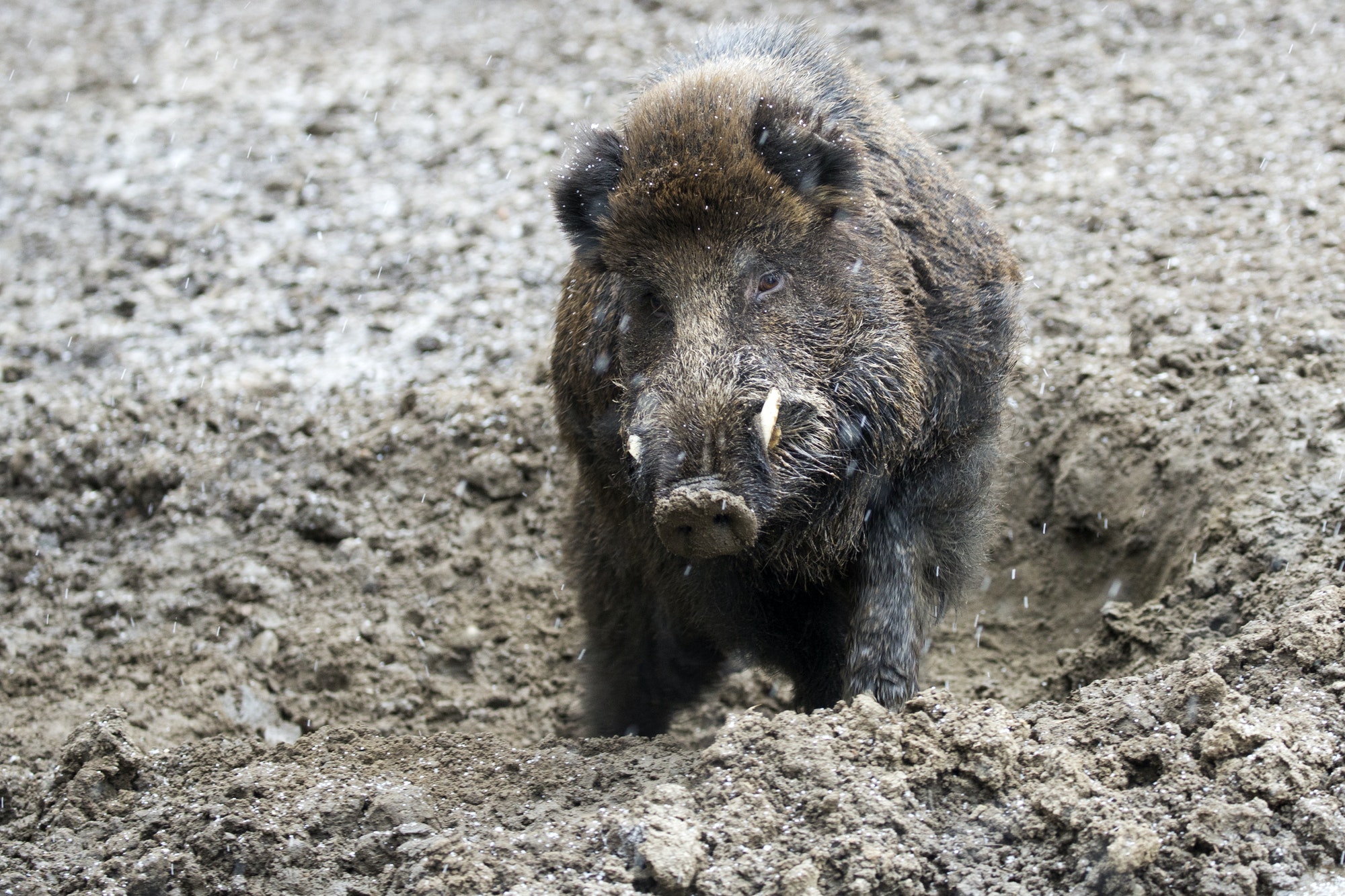 Are Wild Boars Dangerous? 3 Essential Reasons To Know! Are Wild Boars Dangerous? 3 Essential Reasons To Know!