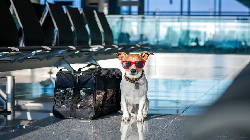 Can You Bring A Dog To The Airport To Pick Someone Up can-you-bring-a-dog-to-the-airport-to-pick-someone-up
