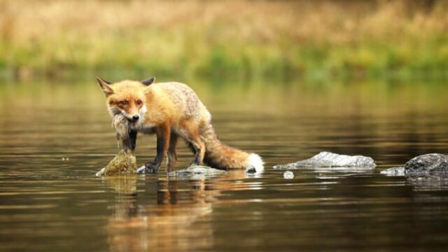 What Do Red Foxes Eat? A Surprising Variety