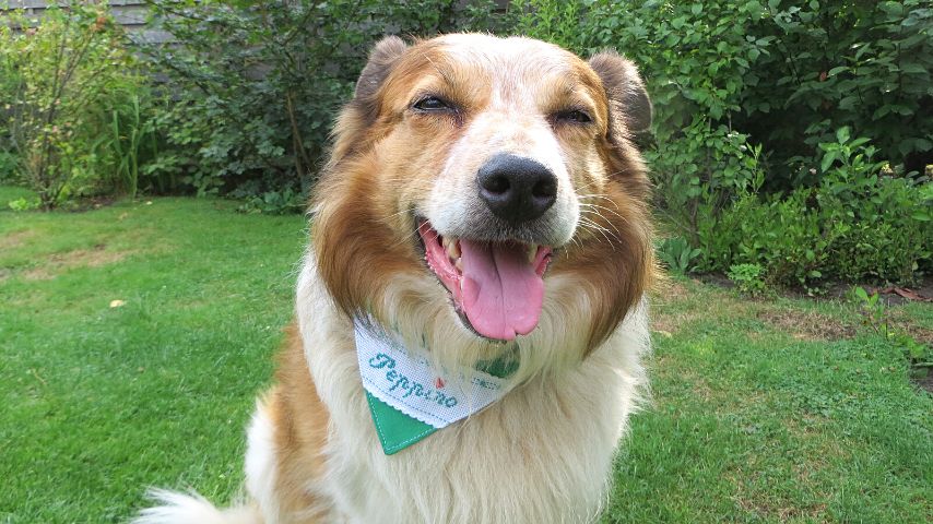 Dog Lips Turning Pink - 6 Causes and Remedies