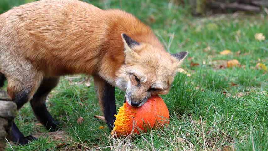 Do Fox Eat Fish? The Amazing Truth!
